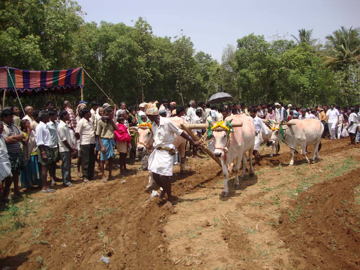 POLAMBADI KOTHAVALASA